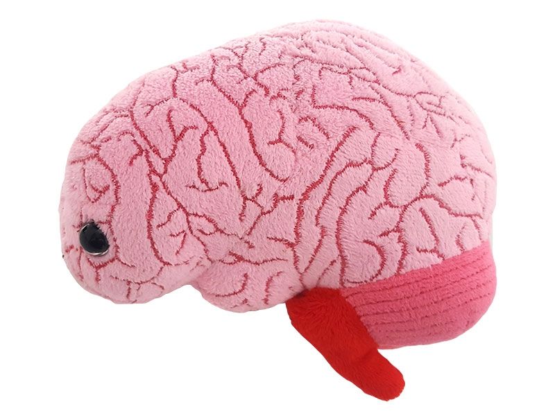 Brain Organ — Giant Microbes Aus